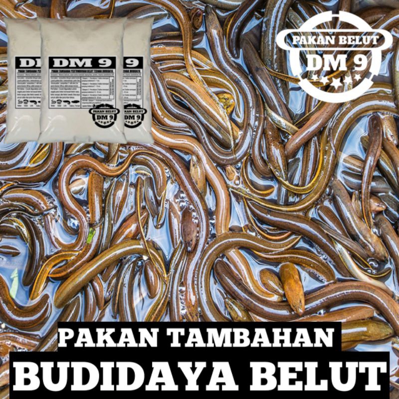 Jual Belut monster pakan tambahan DM 9 budidaya belut ternak media air ...
