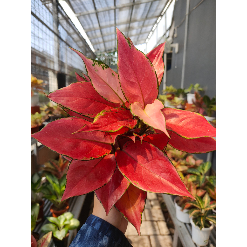 Jual Aglaonema Ruby Garuda | Shopee Indonesia