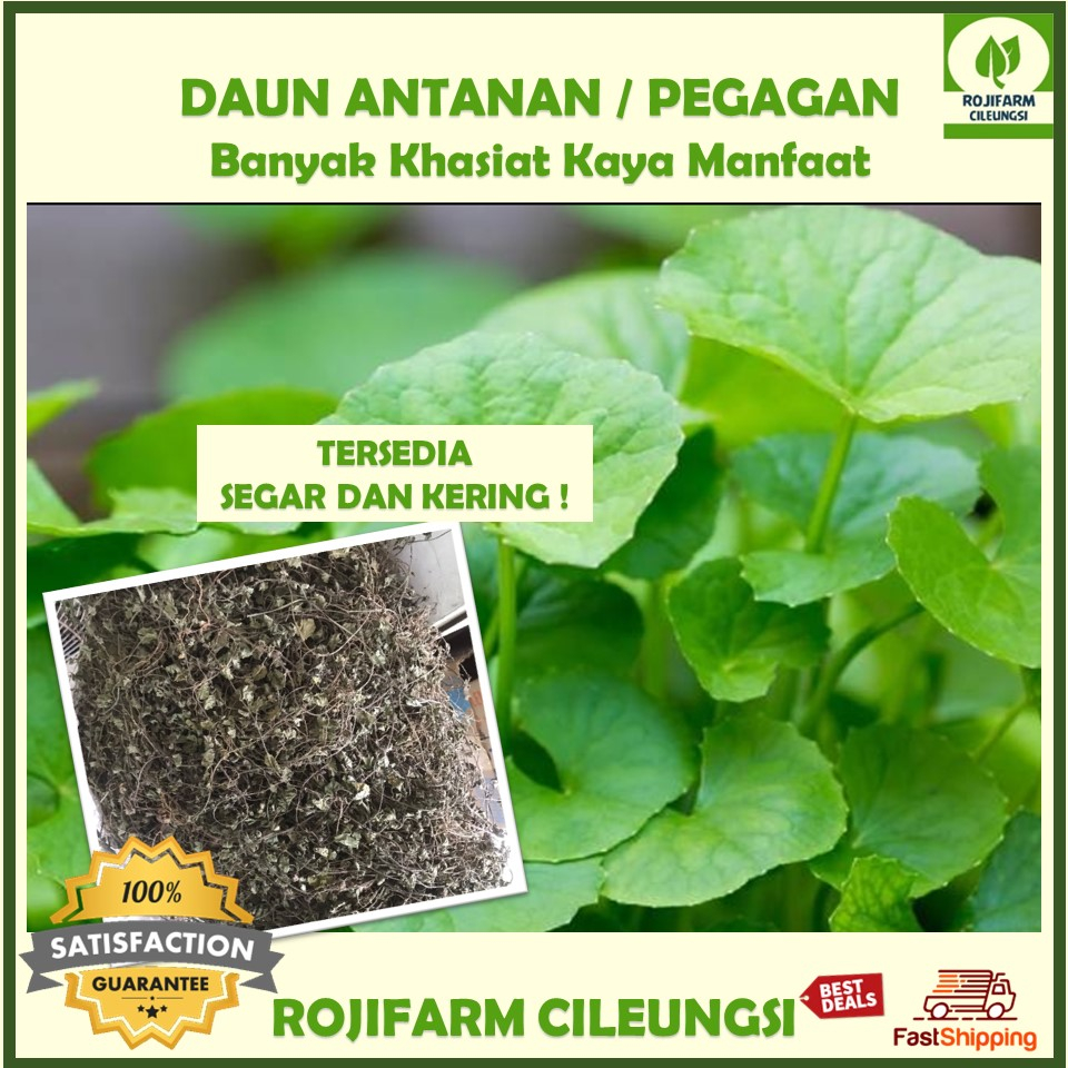 Jual Daun Antanan Pegagan Kering100gr | Shopee Indonesia