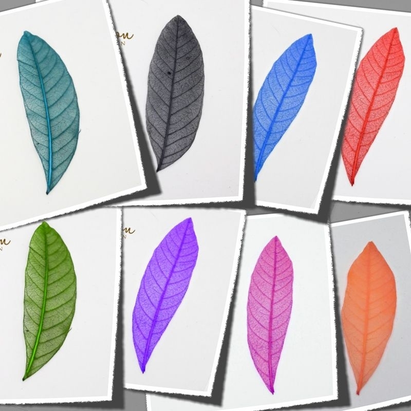 Jual DAUN KELENGKENG/KERANGKA DAUN/TULANG DAUN/SKELETON LEAF | Shopee ... Jual DAUN KELENGKENG/KERANGKA DAUN/TULANG DAUN/SKELETON LEAF | Shopee ...