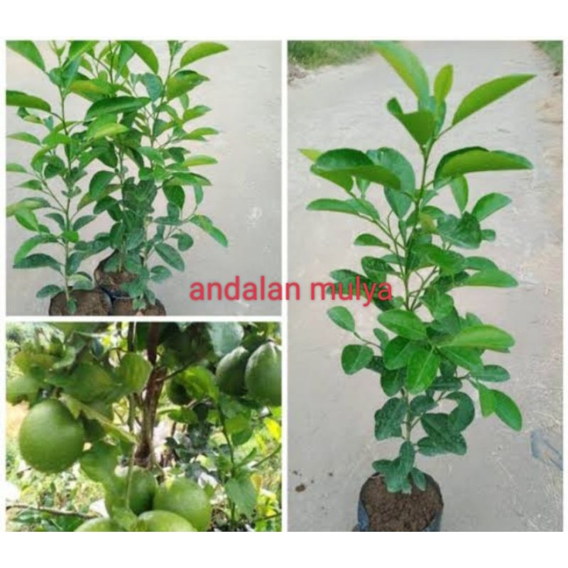 Jual Bibit jeruk nipis siap tanam#jeruk peras#bibit tanaman jeruk ... Jual Bibit jeruk nipis siap tanam#jeruk peras#bibit tanaman jeruk ...