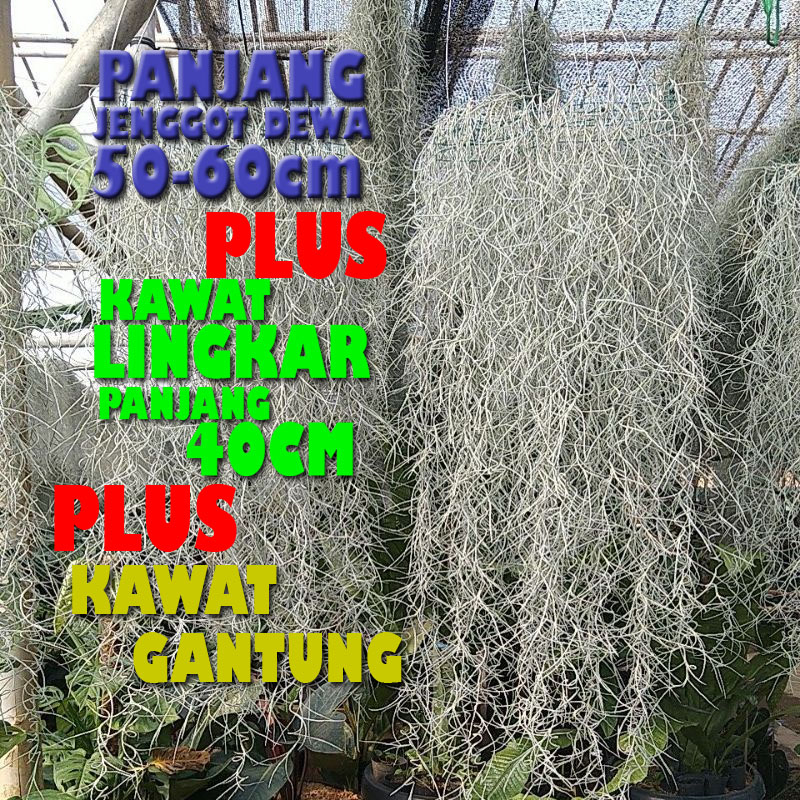Jual Tanaman hias Jenggot dewa or jenggut musa 50-60 cm | Shopee Indonesia