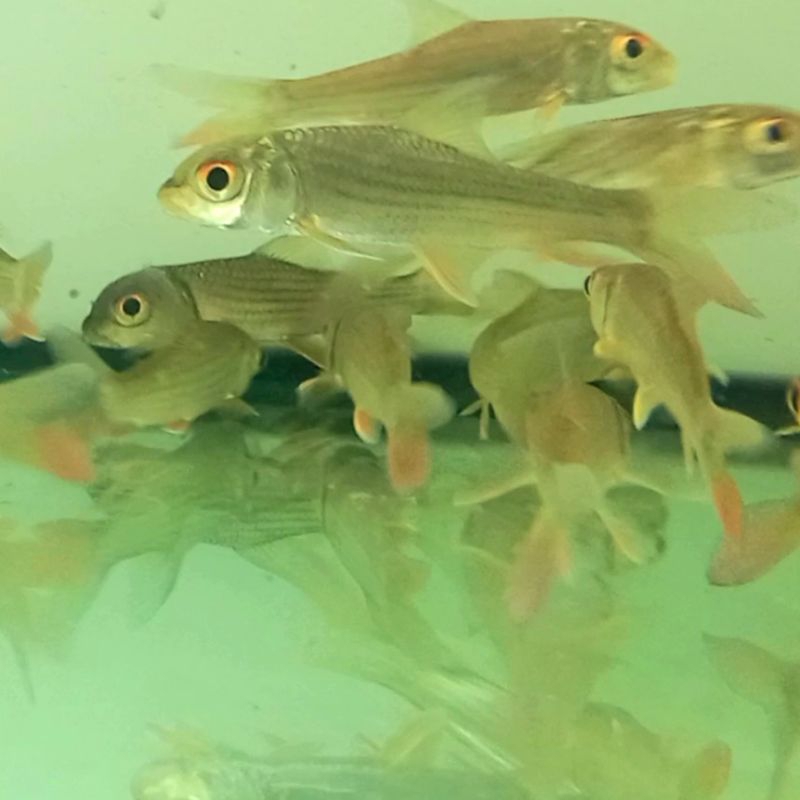 Jual Julieni Barb tankmate predator | Shopee Indonesia