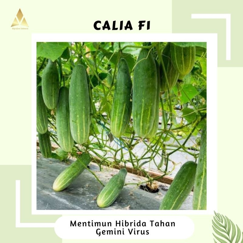 Jual Benih Timun Hibrida Warna Hijau Isi 200 Butir Tahan Virus Calia F1 ...