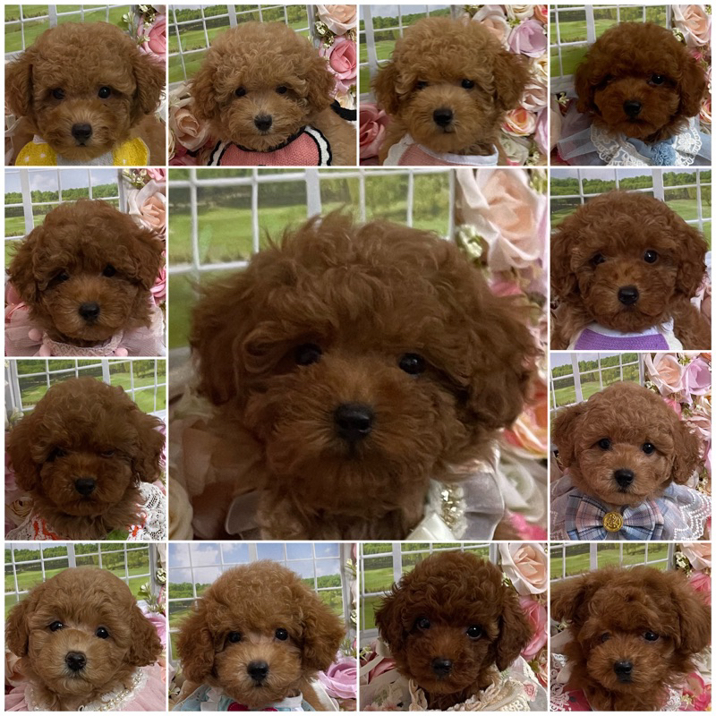 Jual Toys anjing poodle bear face super lucu , kalung anjing , baju ...