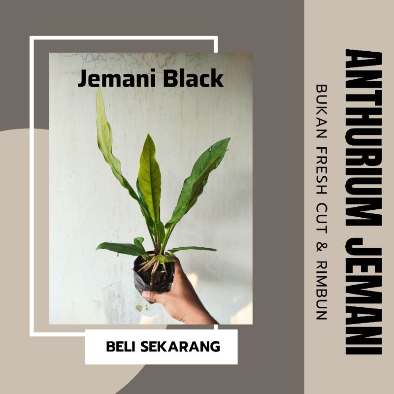 Jual Anturium Jemani Black NO FRESH CUT, RIMBUN, SEHAT | Shopee Indonesia
