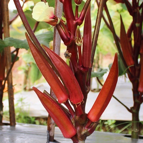 Jual Benih Sayur OKRA MERAH - Tanaman Sayuran Murah Repack Bintang Asia ...