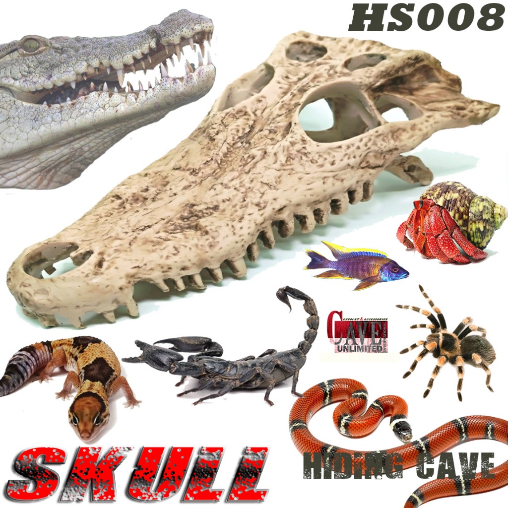 Jual HS008 HIDING SKULL TENGKORAK KEPALA BUAYA CROCODILE SKELETON ...