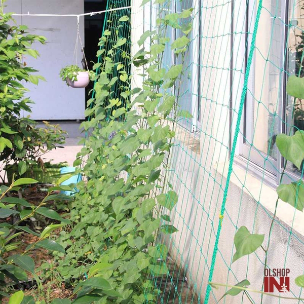 Jual Jaring Nilon Tanaman Rambat Plants Climbing Net 180 x 180 cm ...