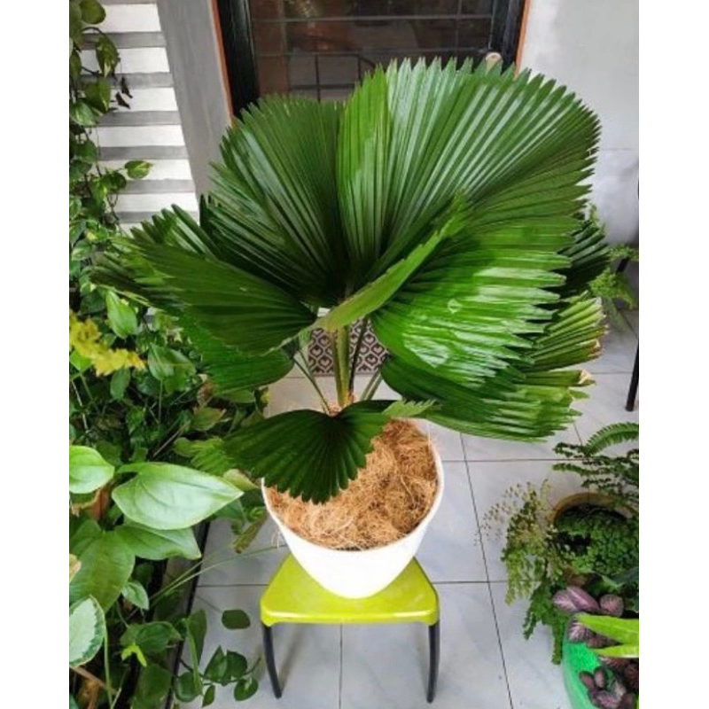 Jual Palm kol | Shopee Indonesia