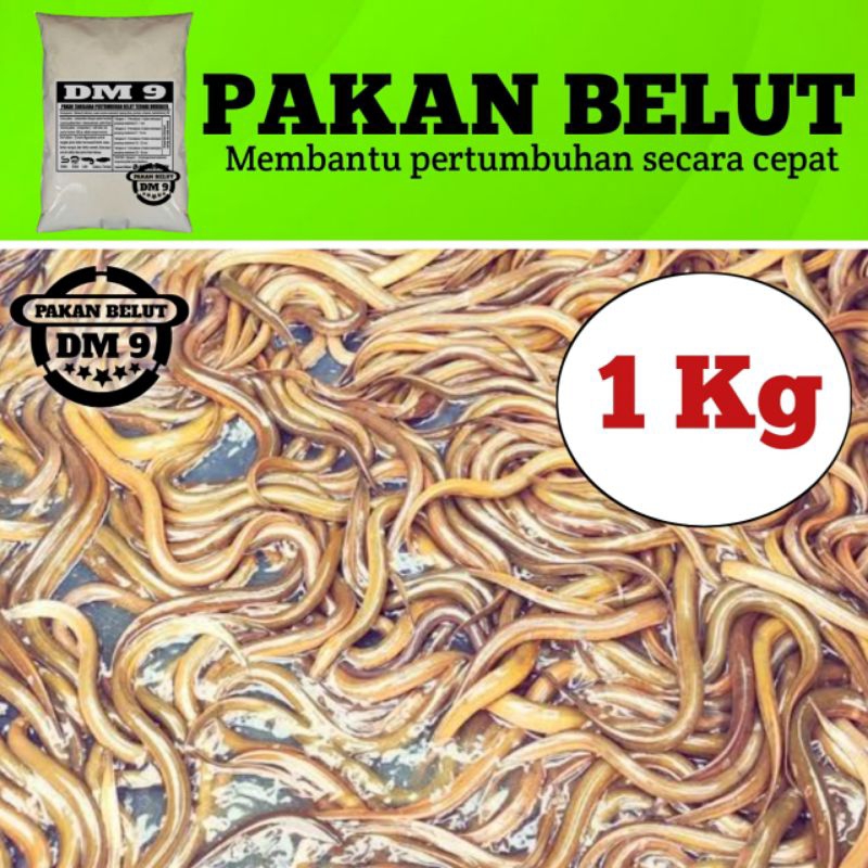 Jual Bibit belut sawah, rawa, sungai pakan ternak DM 9 ukuran 1 kg ...