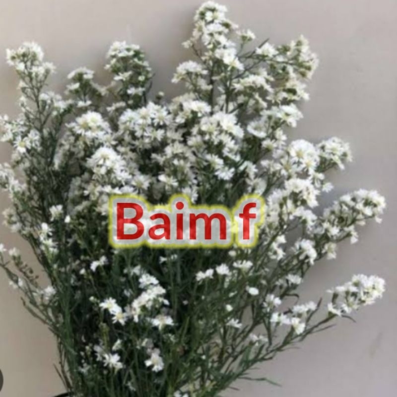 Jual BUNGA PIKOK PUTIH ASLI | Shopee Indonesia