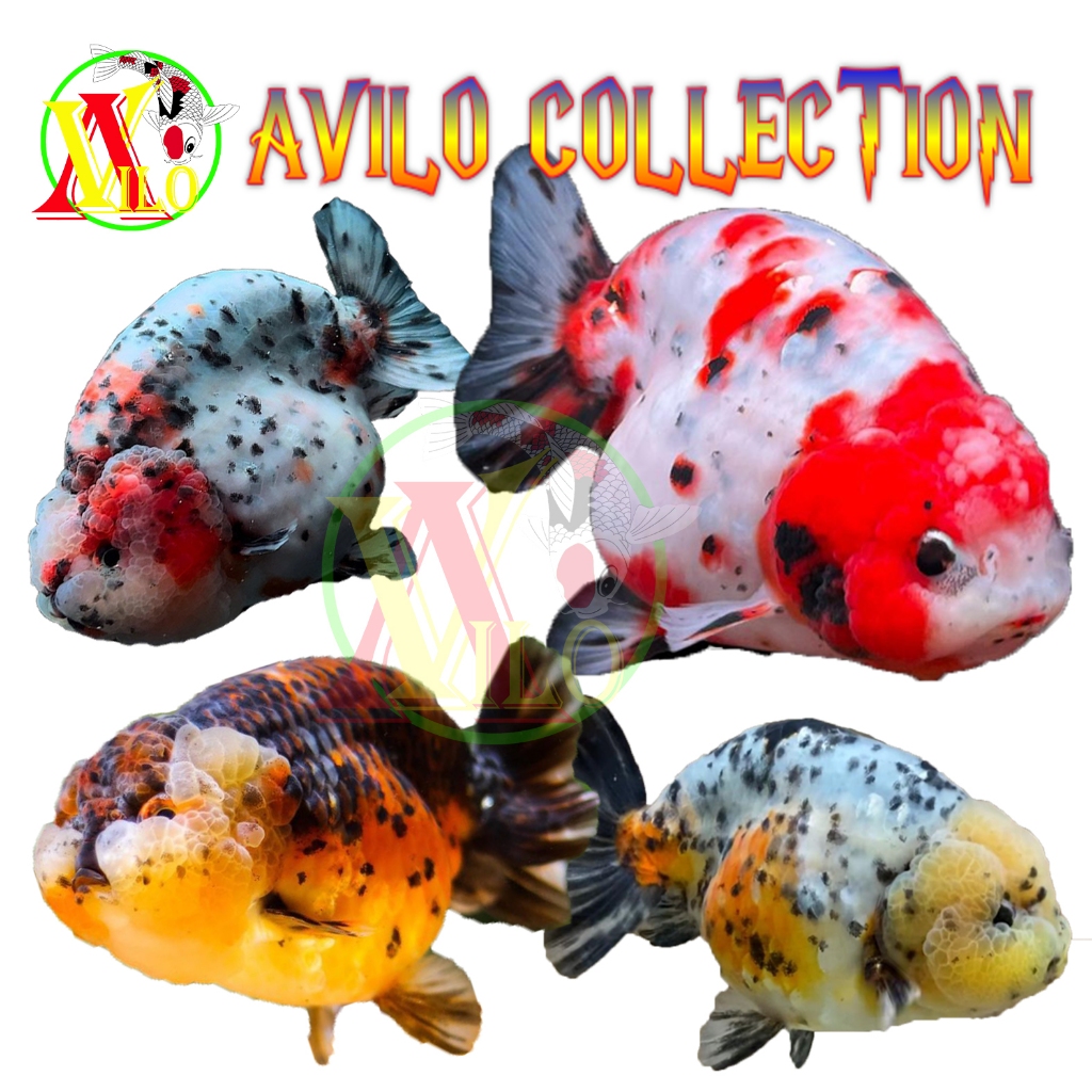 Jual ikan mas koki ranchu pancawarna ukuran sedang 5 - 6 cm | Shopee ...