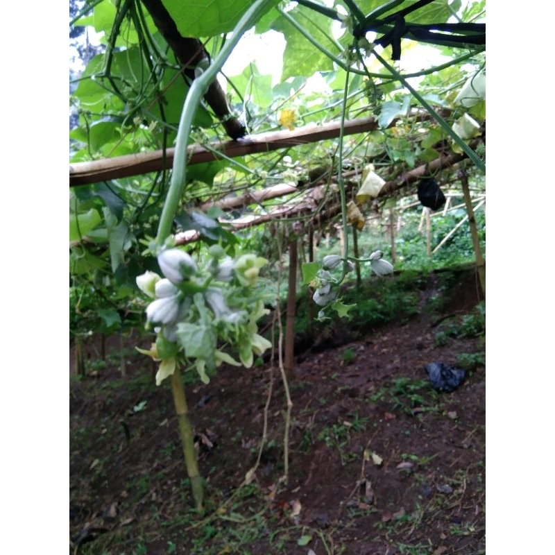 Jual bibit labu siam anggur siap tanam bibit mudah tumbuh cocok di ...