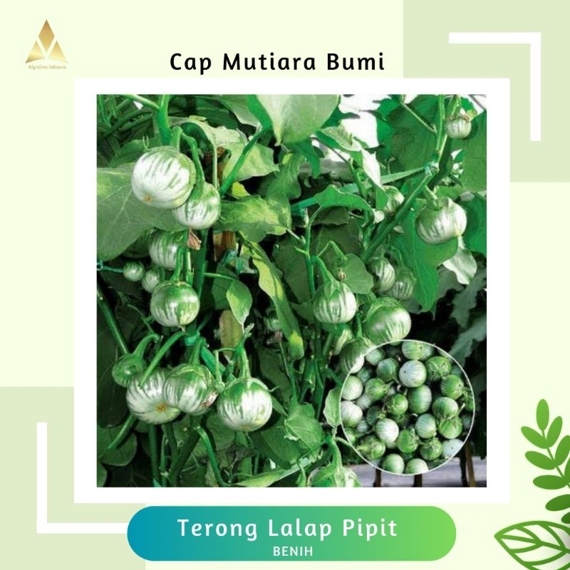 Jual Benih Terong Bulat Lalap Pipit Isi 10 Gram Cap Mutiara Bumi ...