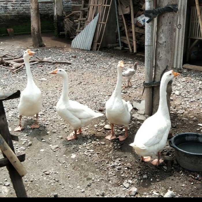 Jual TELUR FERTIL ANGSA SOANG SWAN PUTIH JUMBO UNTUK DI TETASKAN ...