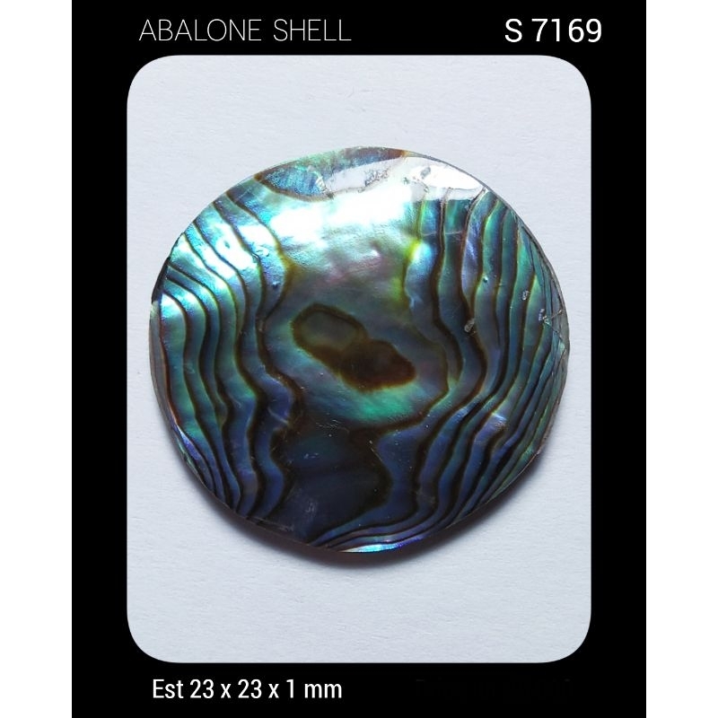 Jual 7169 Abalone Shell | Shopee Indonesia