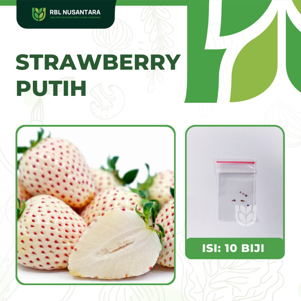 Jual 10 Benih Buah Strawberry Putih Premiun Cocok Untuk Pekarangan ...