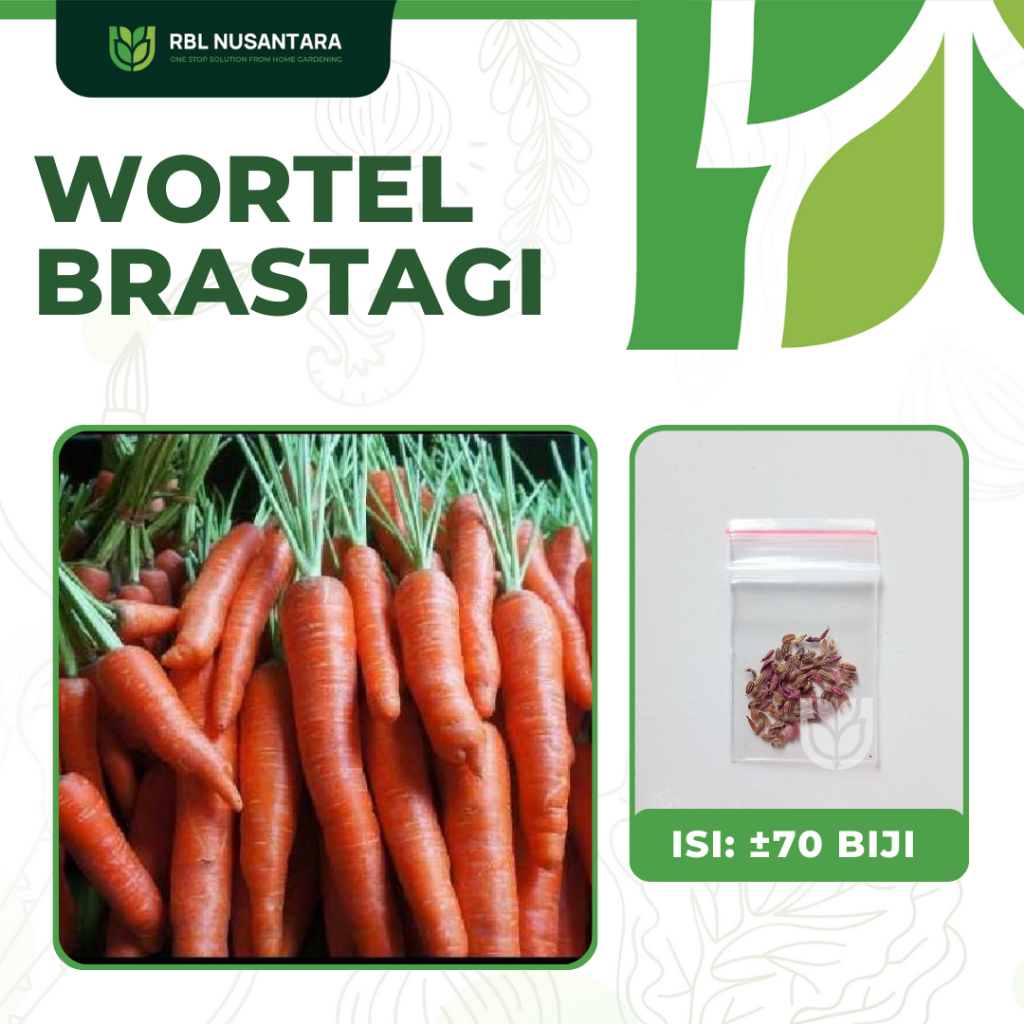 Jual Benih Sayuran: 70 Benih Wortel Brastagi Kualitas Unggul | Shopee ...