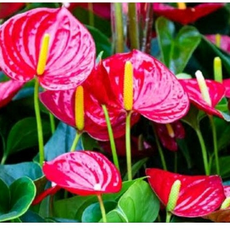 Jual Bunga Anthurium Bunga Merah Hidup | Shopee Indonesia