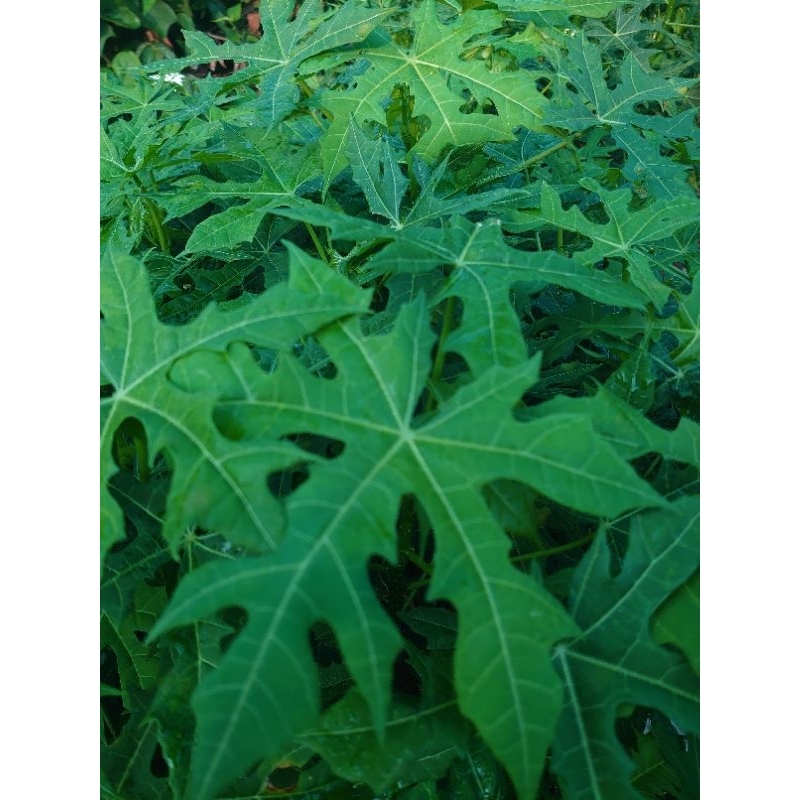 Jual Daun gedi/ daun pepaya jepang, sayur organik herbal alami | Shopee ...