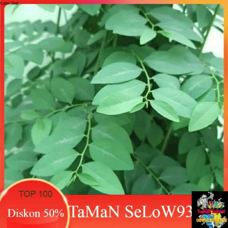 Jual Bibit pohon katruk/stekan pohon katruk | Shopee Indonesia
