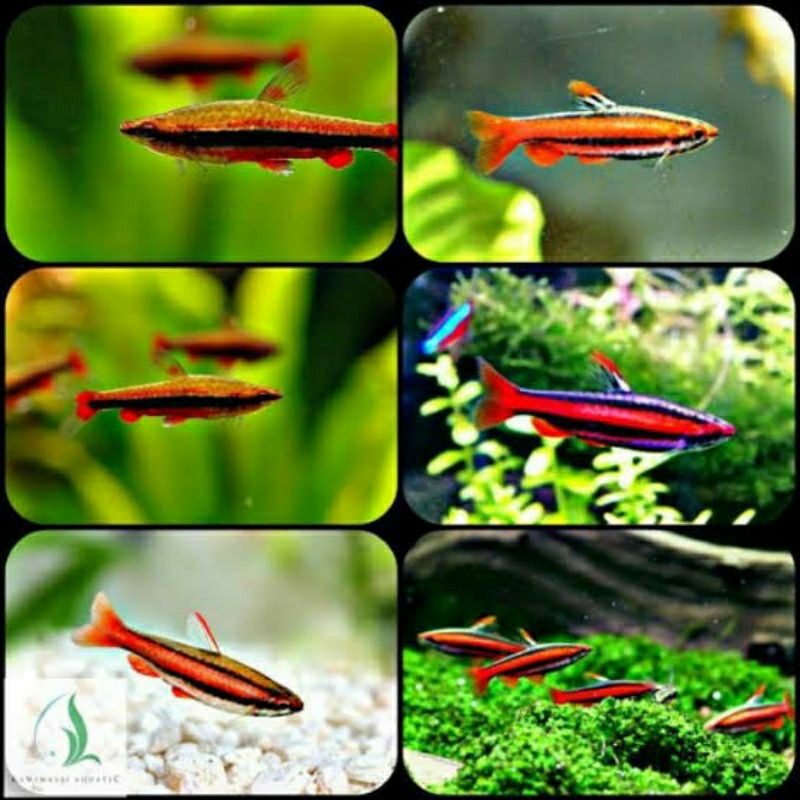 Jual ikan hias red pensil tetra / ikan red pencil aquascape tetra ...