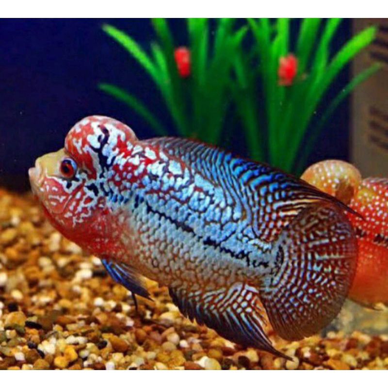 Jual Hiasan burayak louhan GB golden base X KAMFA KING super grade ...