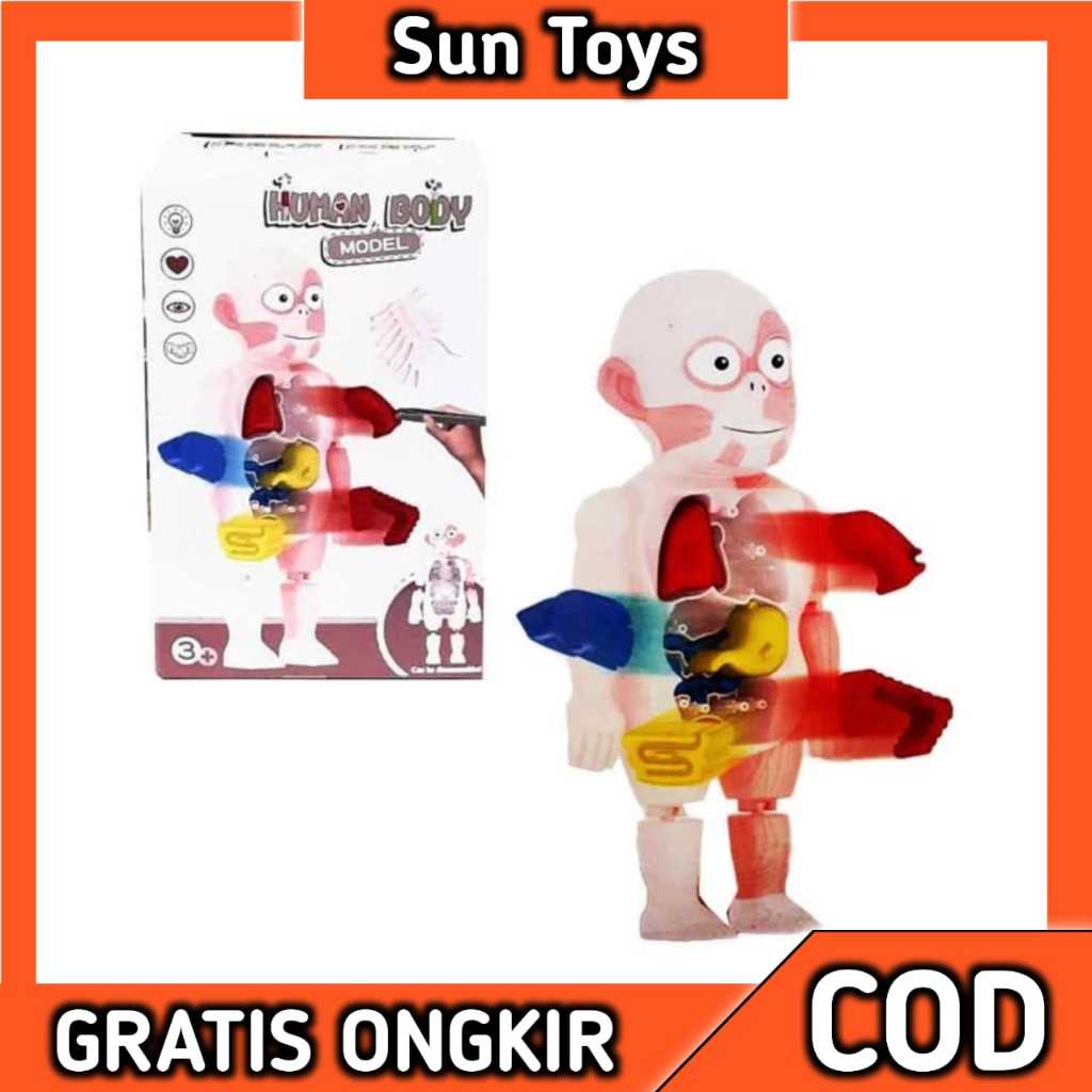 Jual Mainan Edukasi Human Body Model Organ Tubuh Torso Anatomi Phantom ...