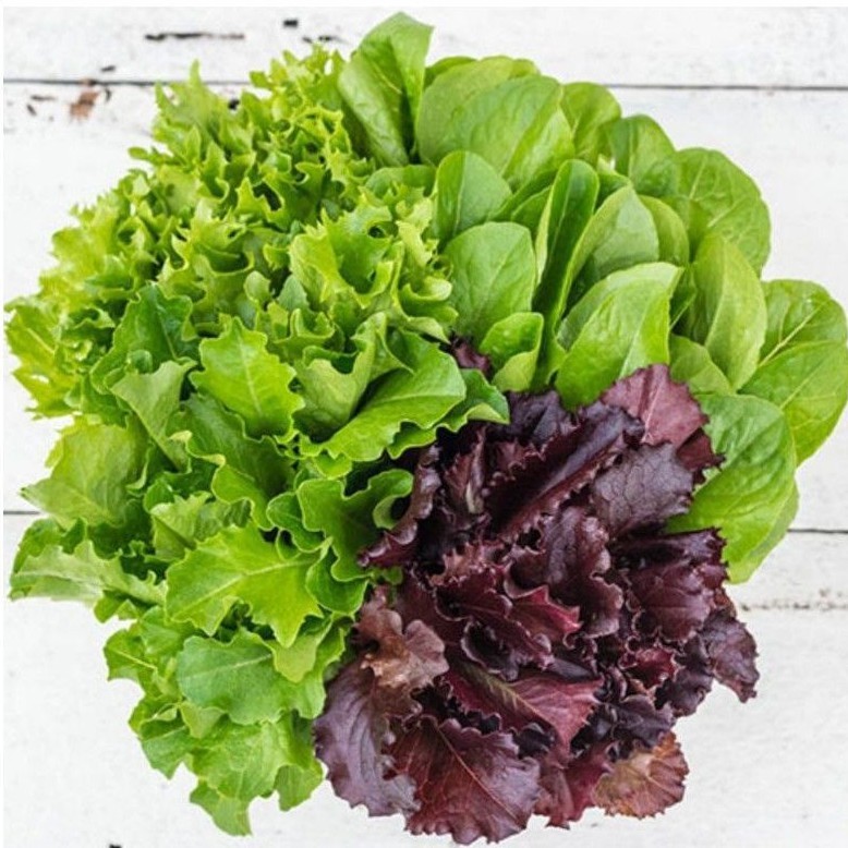 Jual Mix Lettuce Selada (4-6 porsi)- 500 gram | Shopee Indonesia