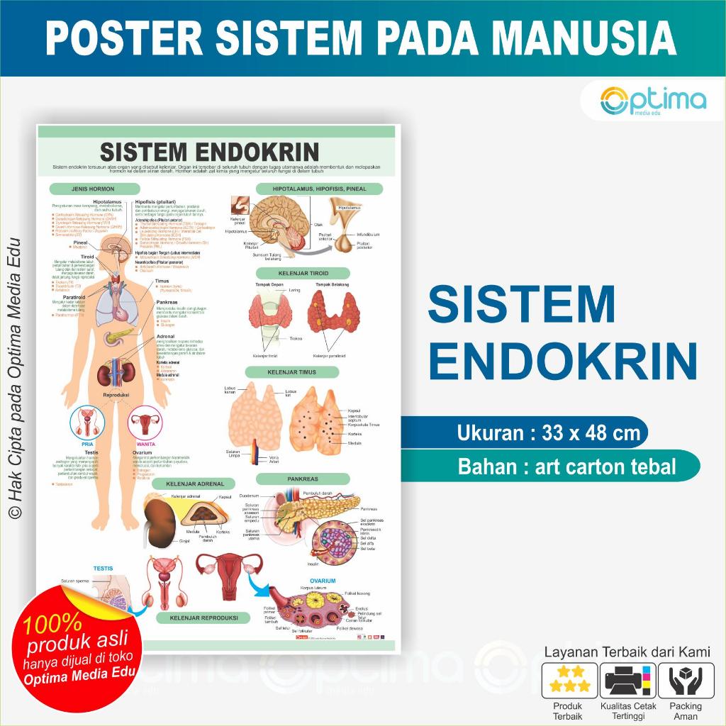 Jual Poster Carta Anatomi Sistem pada Manusia : Endokrin, Indra ...