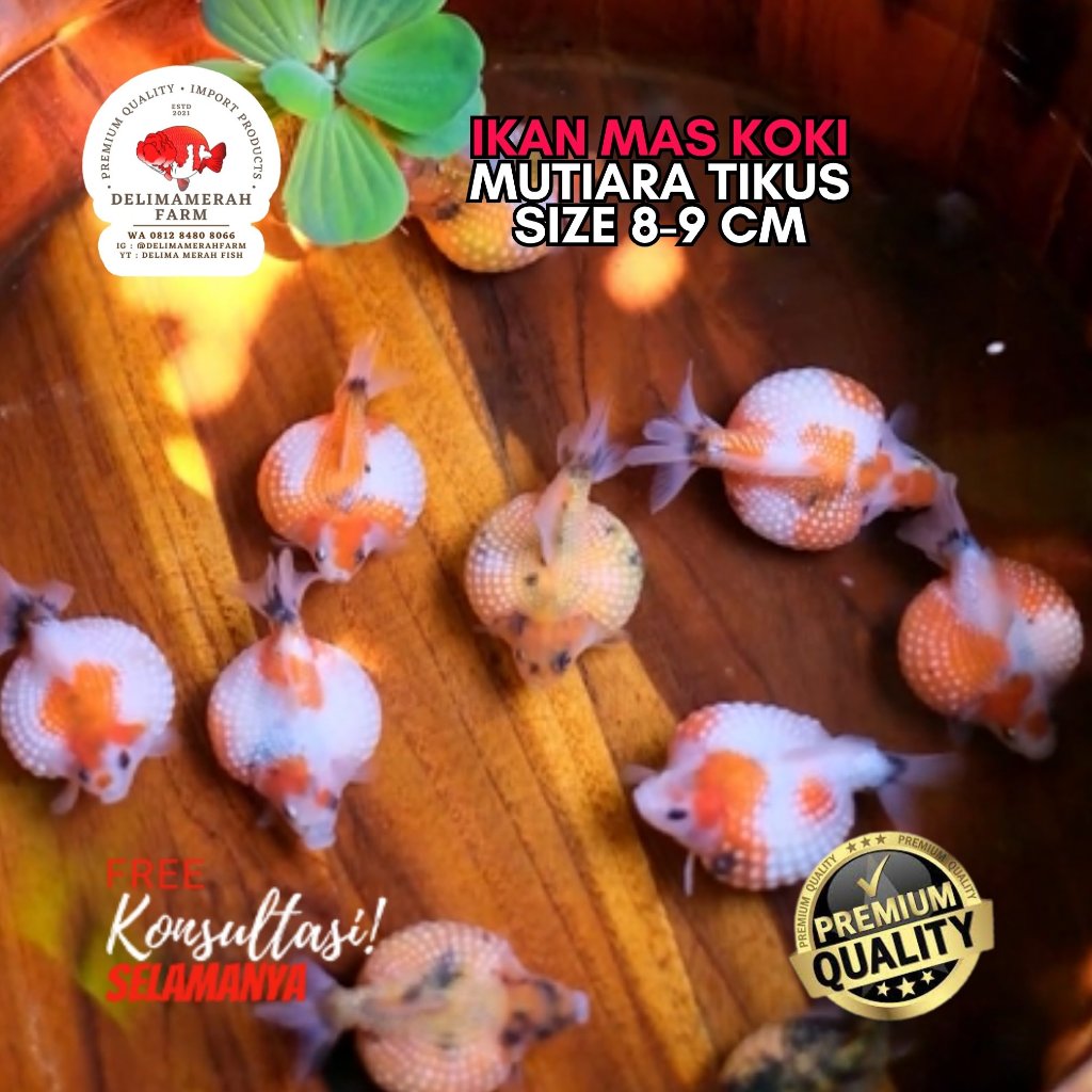 Jual IKAN MAS KOKI MUTIARA TIKUS BULAT CANTIK DAN BERKUALITAS | Shopee ...