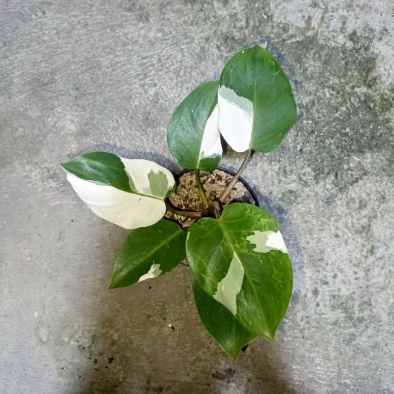 Jual Philodendron White Knight Variegated - Philo WK Variegata | Shopee ...