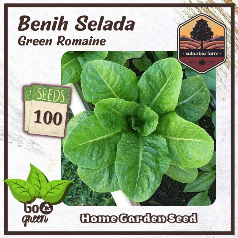Jual 100 Biji Benih Selada Green Romaine Bibit Sayuran Lettuce Known You Seed | Shopee Indonesia