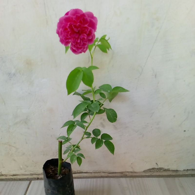 Jual Bibit mawar kampung berbunga | Shopee Indonesia