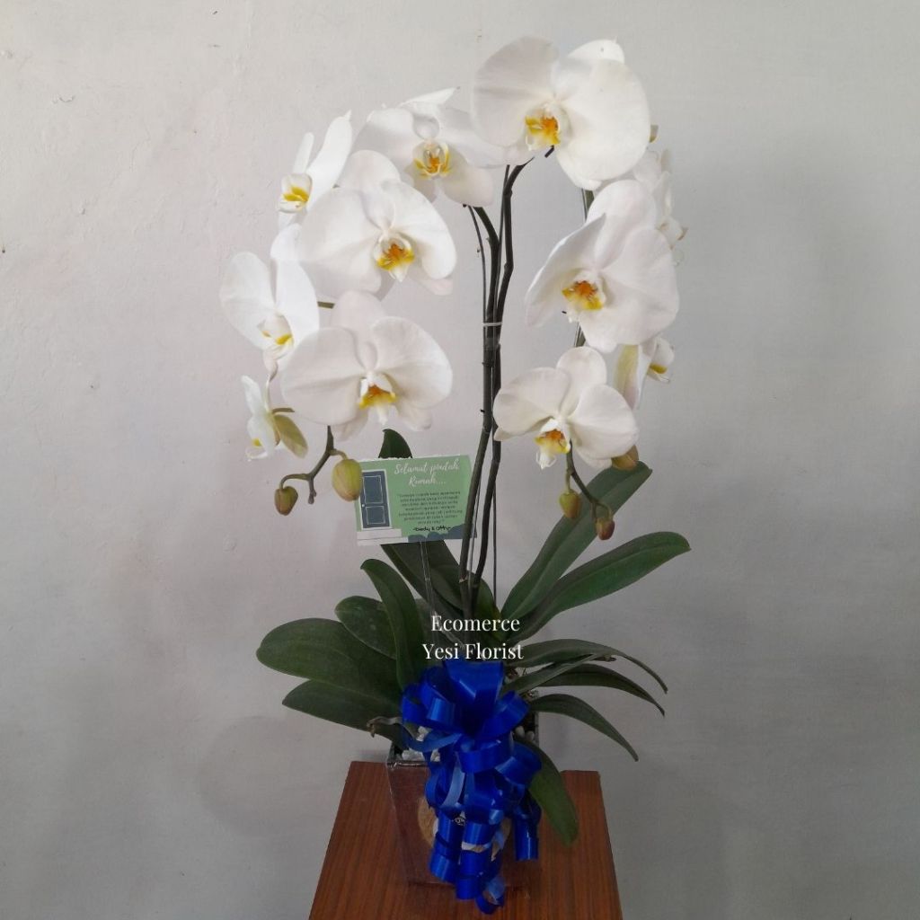 Jual Bunga Anggrek Fresh | Anggrek Bulan | Rangkaian Anggrek Semarang ...