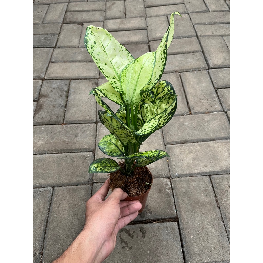 Jual Aglonema Snow White Rimbun Tanaman Hias Bunga Putih Akar Pot ...