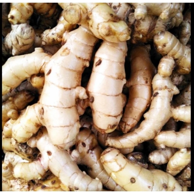 Jual Temu Putih segar 1kg/Kunyit putih/kunir putih (Curcuma Zedoaria ...