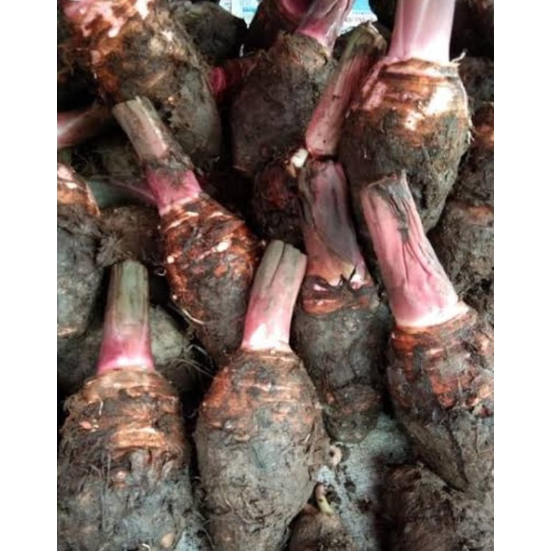 Jual Bibit umbi talas ungu talas wulung 1 kg | Shopee Indonesia