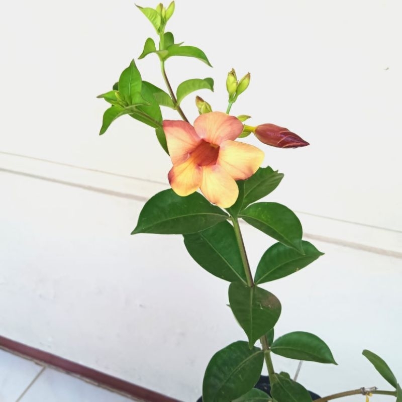 Jual Tanaman Hias alamanda warna bunga coklat sudah berbunga dan knop ...