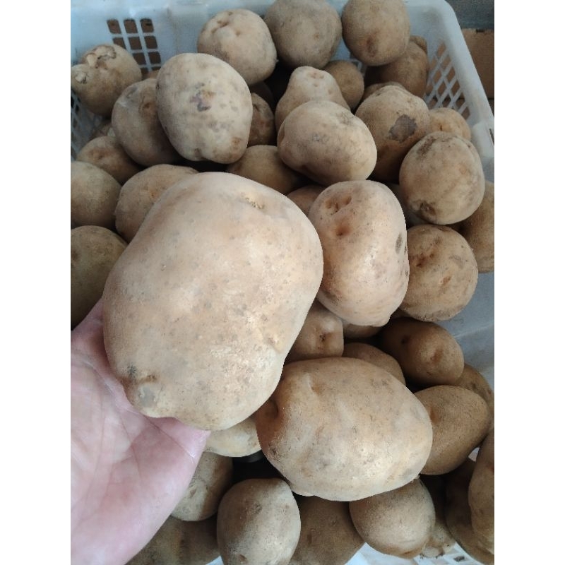Jual Kentang Dieng 1kg | Shopee Indonesia