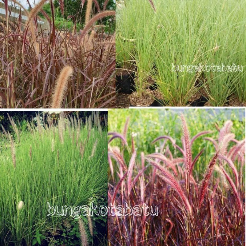Jual TANAMAN RUMPUT ALANG-ALANG/IALALANG EKOR KUDA | Shopee Indonesia