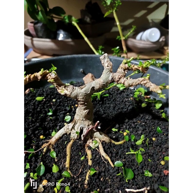 Jual Bonsai Mini / Mame Bonsai proses plus pot Kramik | Shopee Indonesia