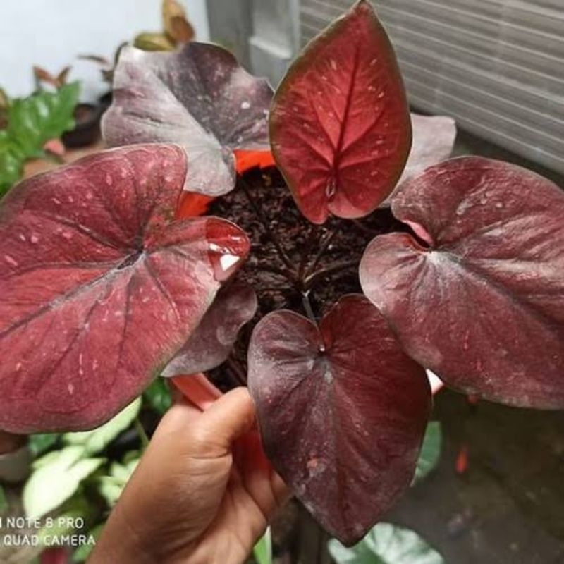 Jual Tanaman hias Caladium keladi dealova thai series | Shopee Indonesia