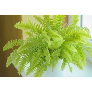 Jual Tanaman Pakis Boston Terlengkap & Harga Terbaru Juli 2024 | Shopee ...