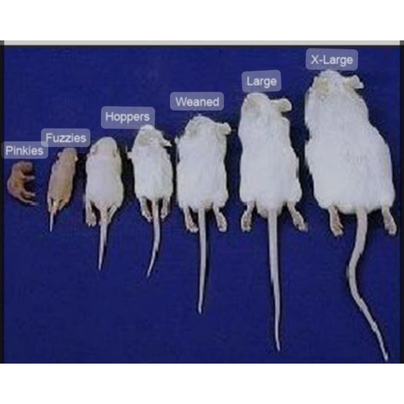 Jual PAKAN REPTILE MENCIT | Shopee Indonesia