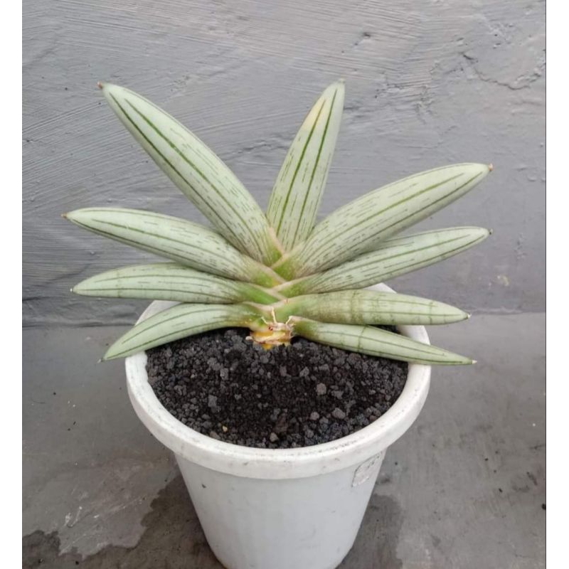 Jual Sanseviera Boncel Series / Tanaman Lidah Mertua Boncel | Shopee ...