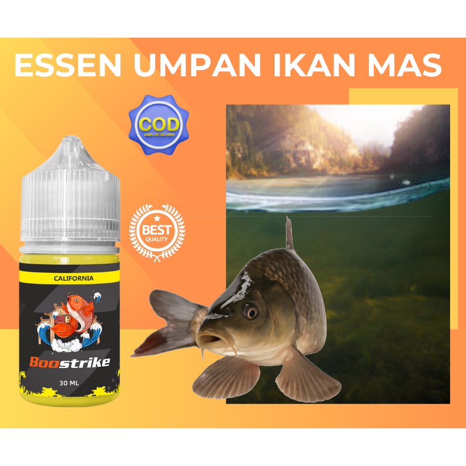 Jual Essen Oplosan Ikan Mas Premium Essen Umpan Ikan Mas Untuk Lomba Galatama Ikan Mas ...