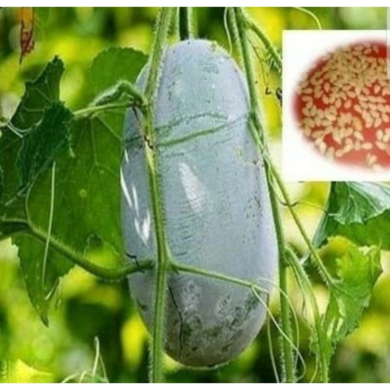 Jual 100 Biji Benih buah Beligo, Bligo, Kundur mudah tumbuh, Herbal ...