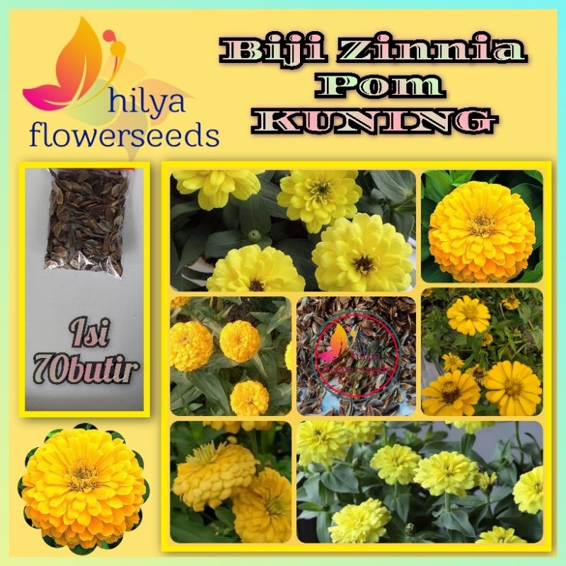 Jual Biji Bunga Zinnia pom (kuning) | Shopee Indonesia